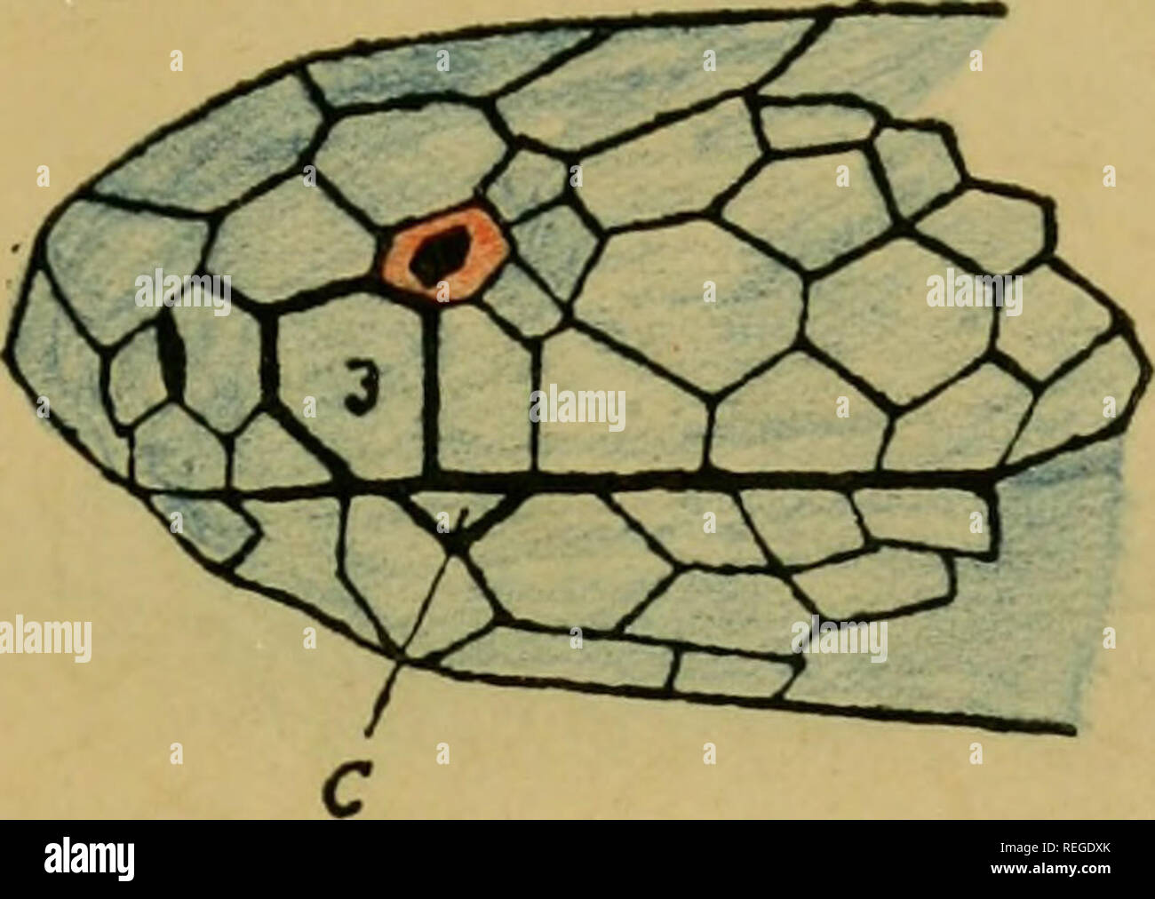 Cazaly hi-res stock photography and images - Alamy