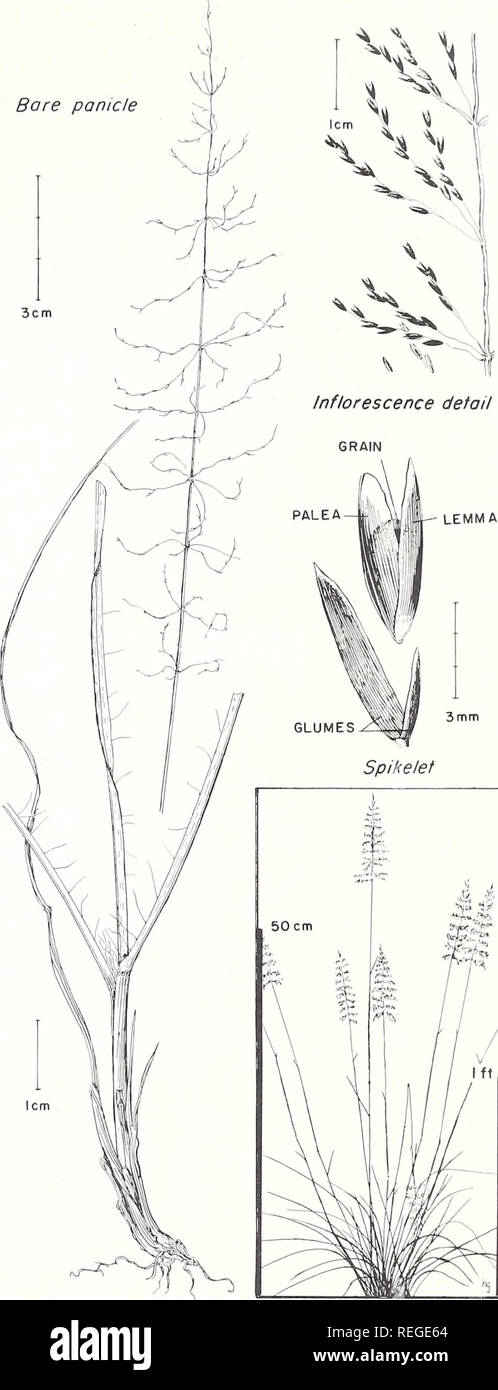 . Common plants of longleaf pine-bluestem range. Plant ecology; Grasses ...