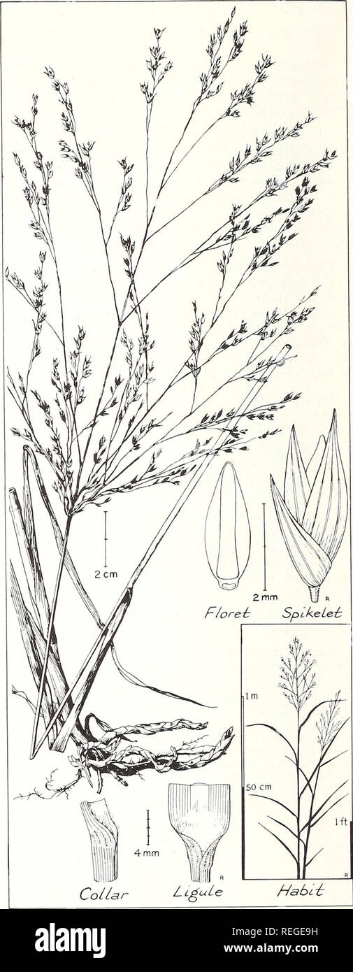 Common switchgrass panicum virgatum hi-res stock photography and images ...