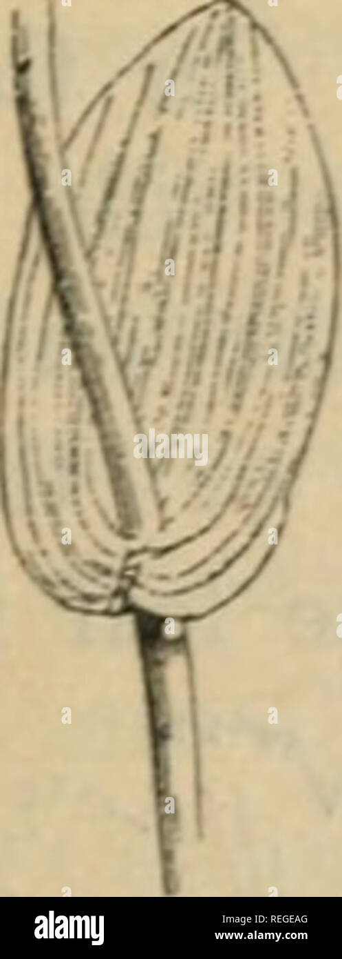 Finely rounded teeth hi-res stock photography and images - Alamy