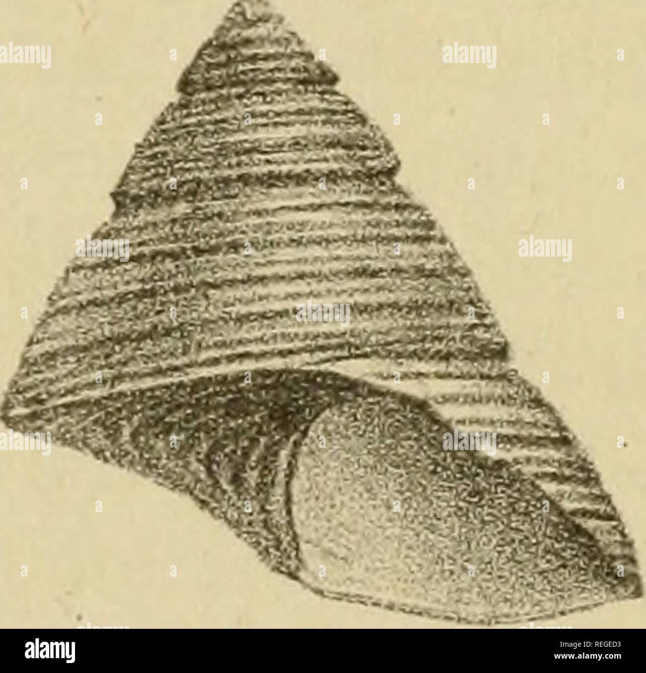 Common sea shells illustrations hi-res stock photography and images - Alamy