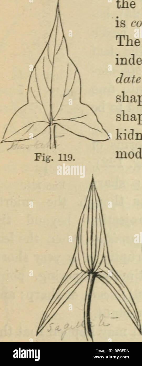 Hastate Leaves High Resolution Stock Photography and Images - Alamy