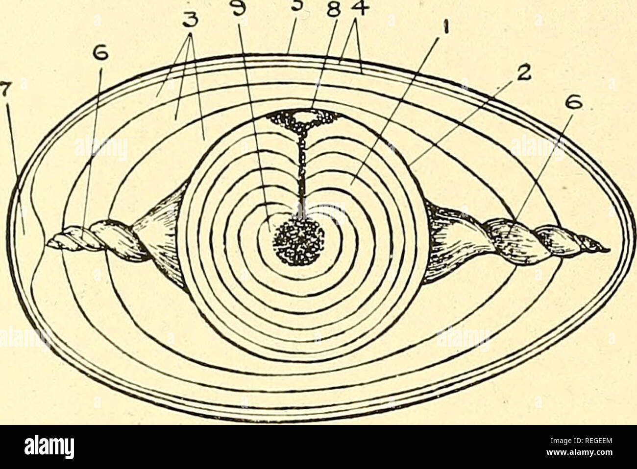 . Commercial poultry raising;. Poultry. 396 COMMERCIAL POULTRY RAISING ...