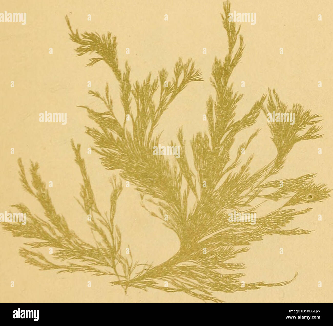 . The common seaweeds of the British coast and Channel Islands : with ...