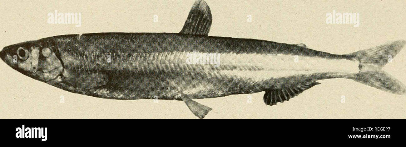 Smelt family hi-res stock photography and images - Alamy