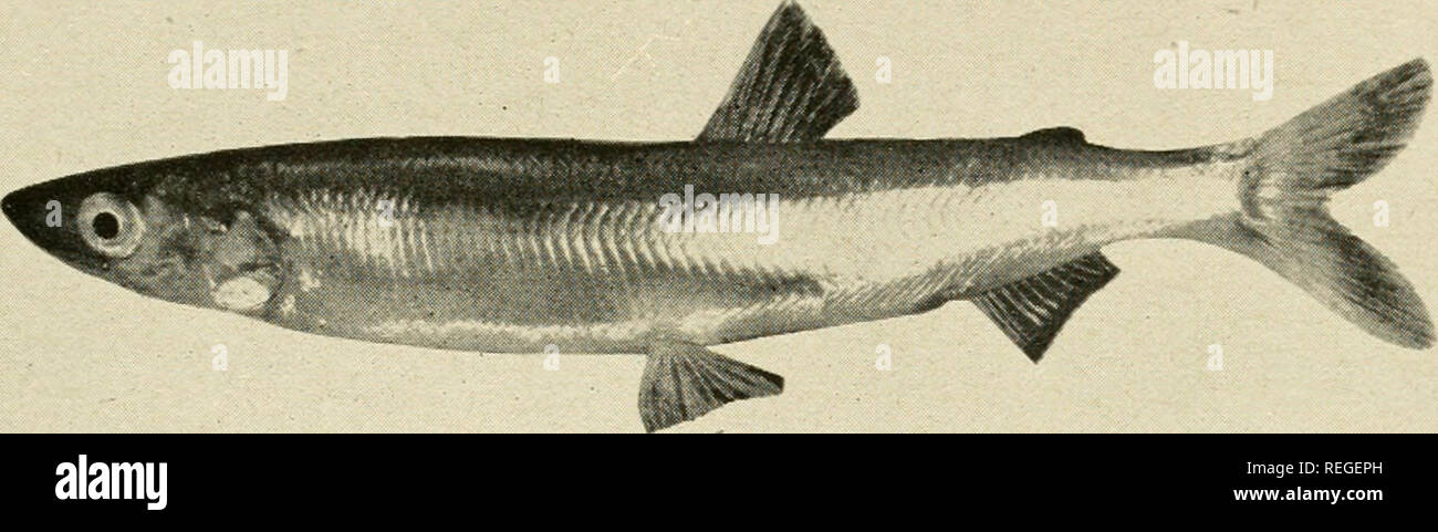 Smelt family hi-res stock photography and images - Alamy