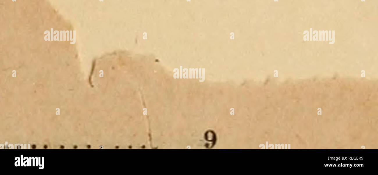 Leucania albilinea hi-res stock photography and images - Alamy