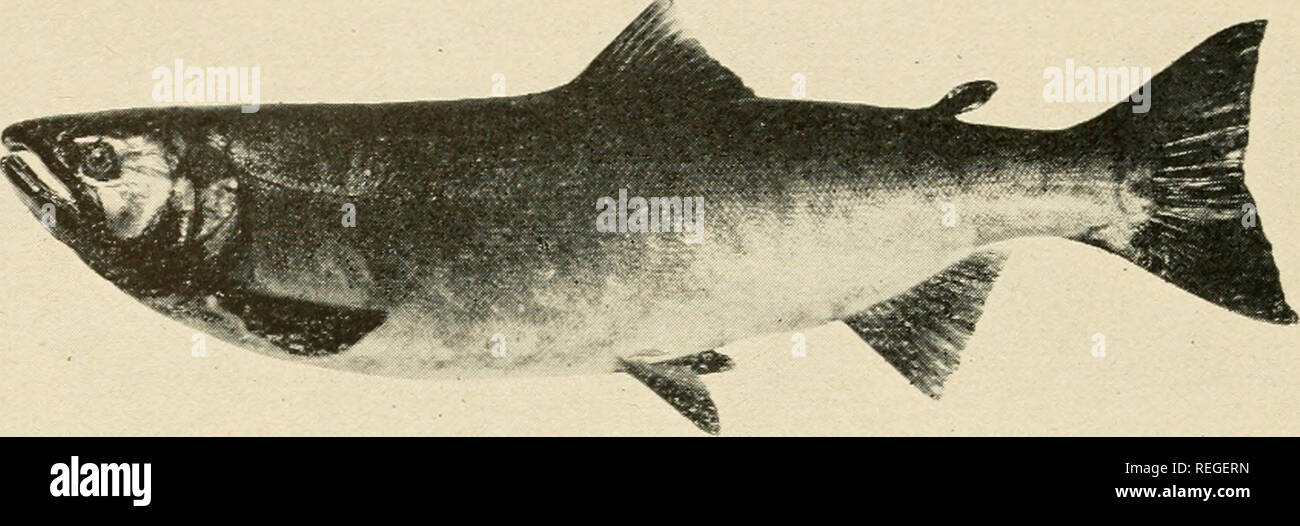 . Common marine fishes of California. Fishes -- California; Fishes. 36 ...