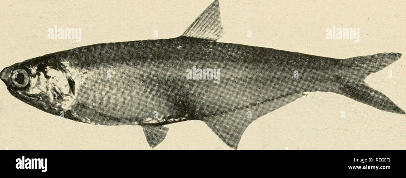 . Common marine fishes of California. Fishes -- California; Fishes ...