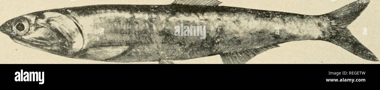 . Common marine fishes of California. Fishes -- California; Fishes. 32 ...