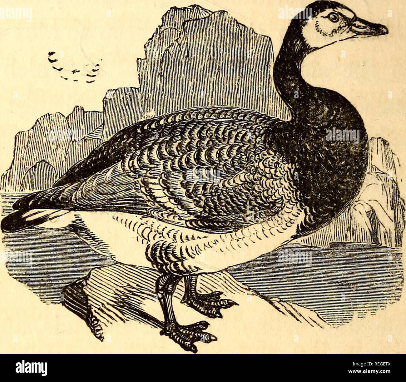 Common bernicle hi-res stock photography and images - Alamy