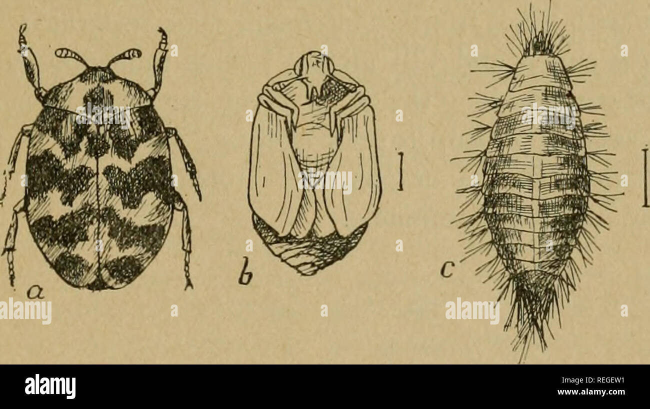 . Common injurious insects of Kansas. Insect pests; Insects. NOXIOUS ...