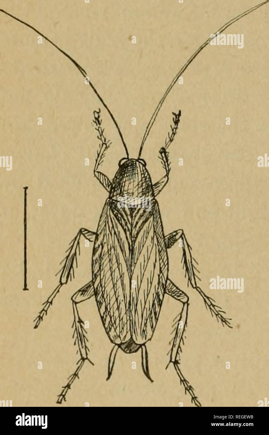 . Common injurious insects of Kansas. Insect pests; Insects. NOXIOUS ...
