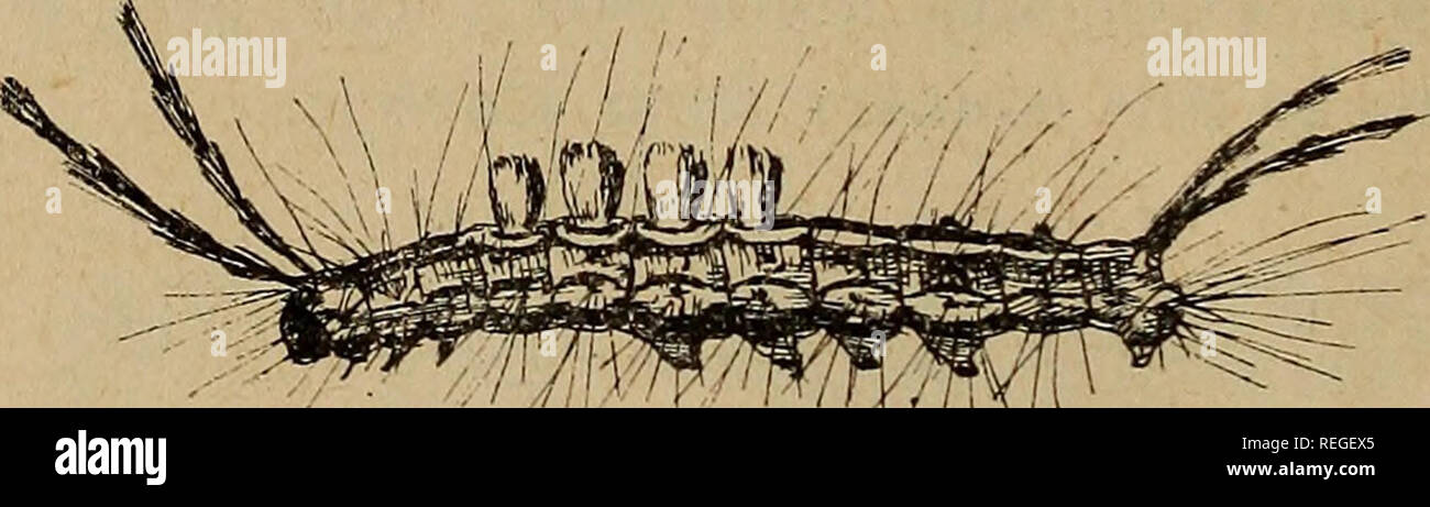 . Common injurious insects of Kansas. Insect pests. INSECTS ATTACKING ...