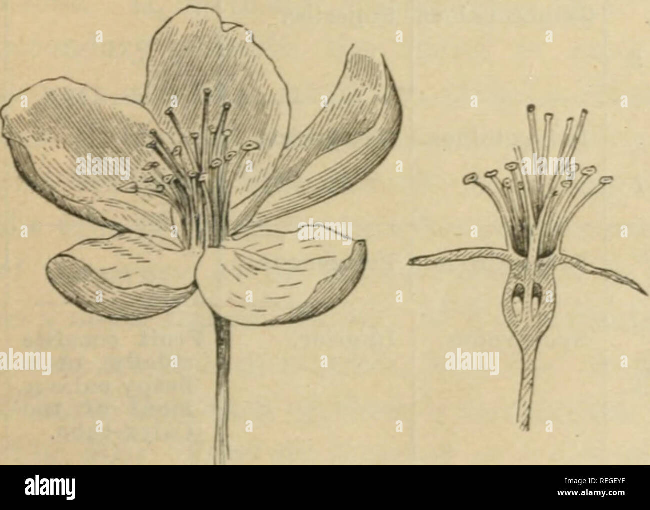 Gam tube hi-res stock photography and images - Alamy