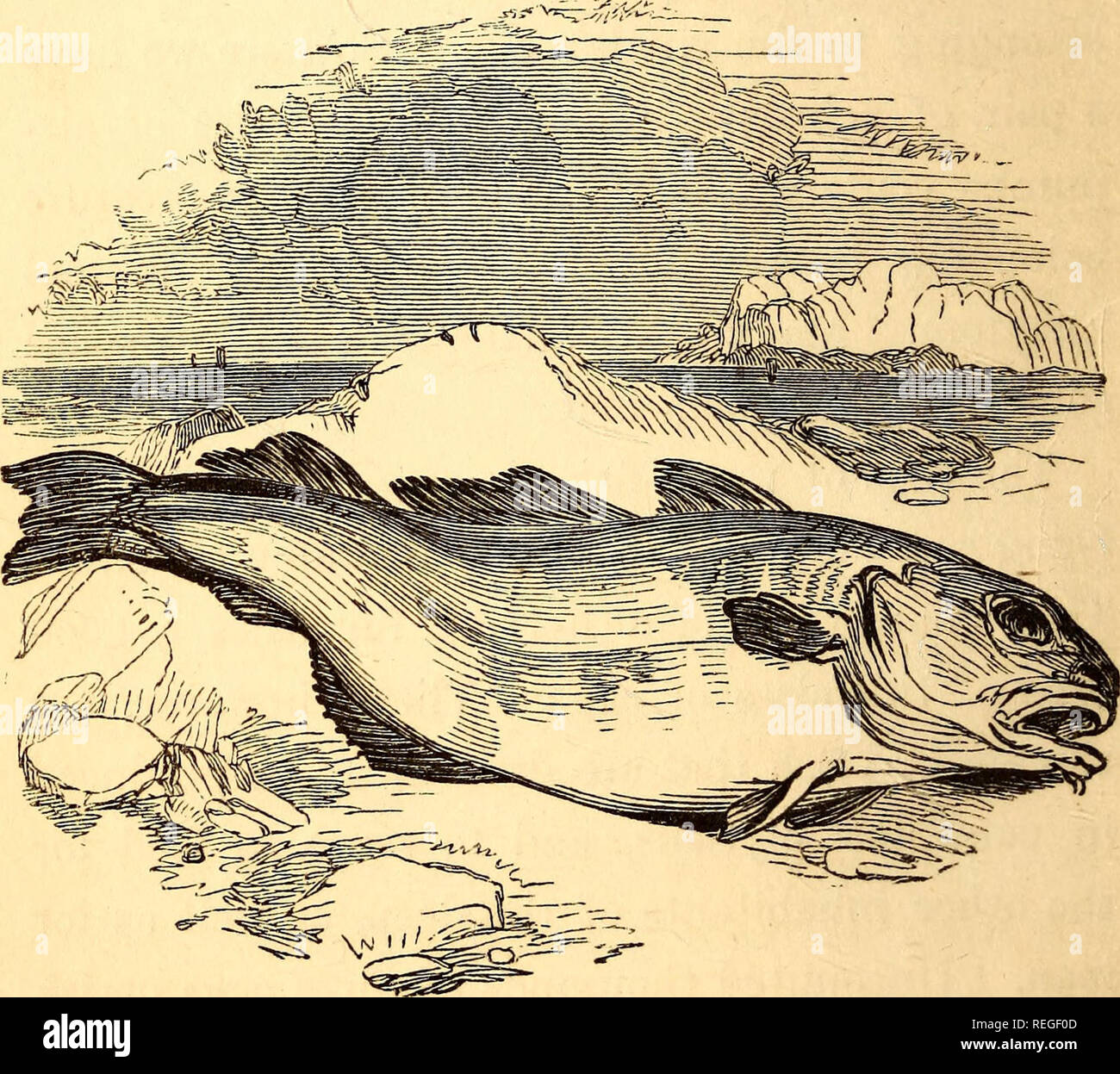 . The common objects of the sea shore : including hints for an aquarium ...