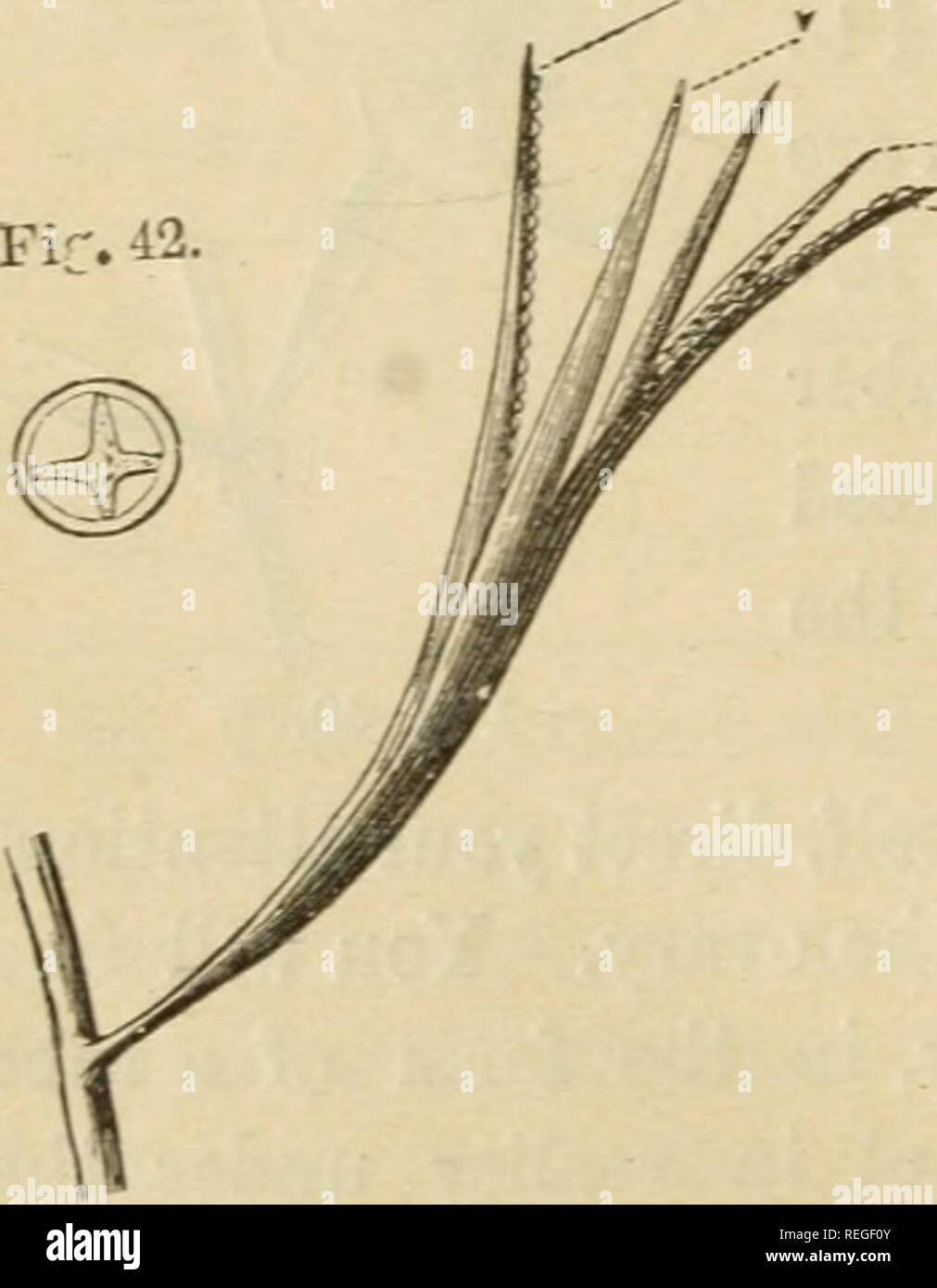 Polypetalous High Resolution Stock Photography and Images - Alamy