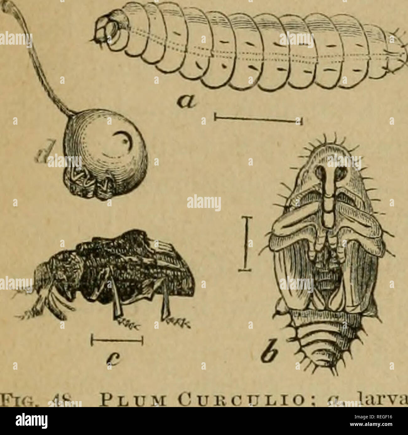. Common injurious insects of Kansas. Insect pests; Insects. rX8E0TS ...