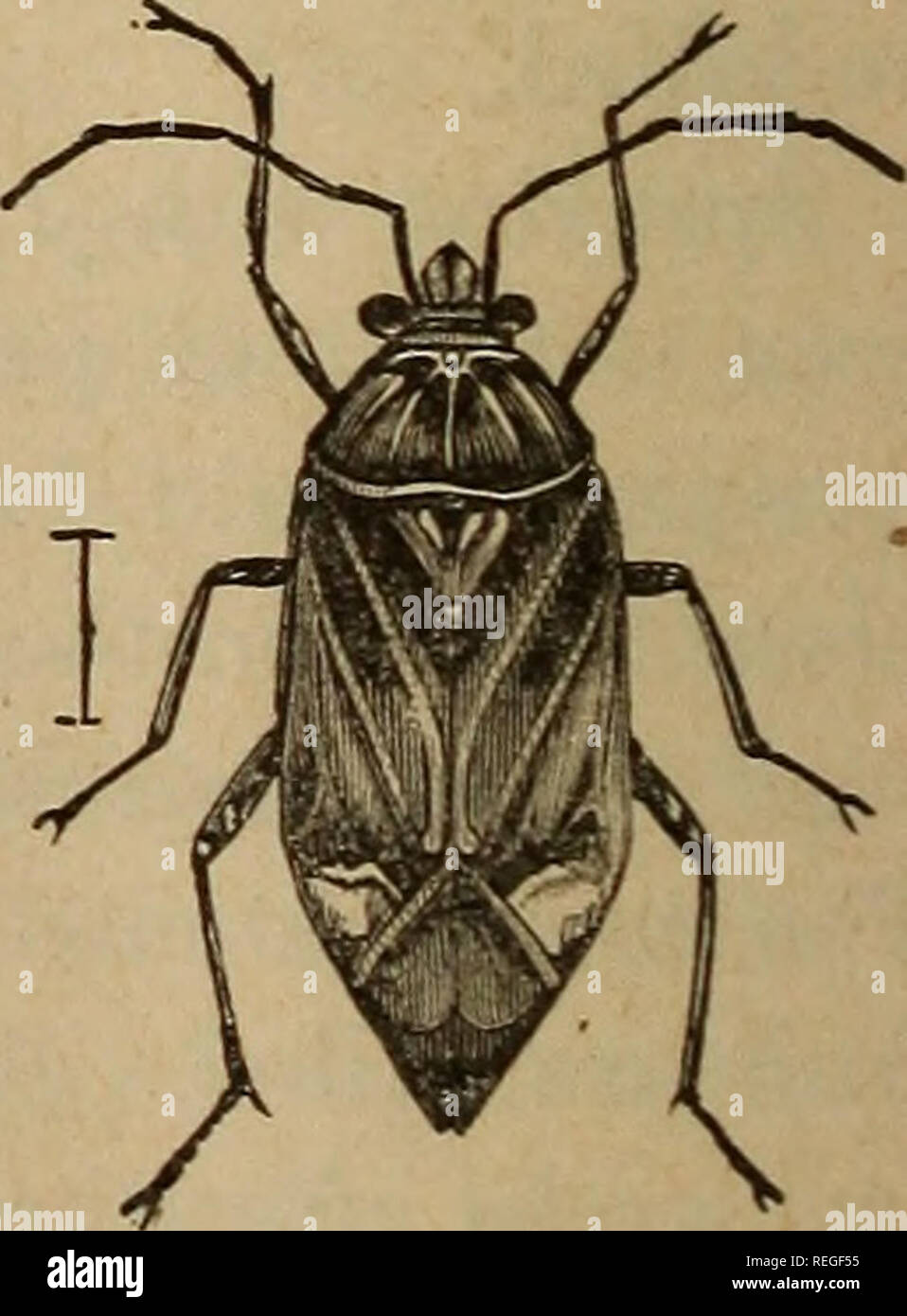 . Common injurious insects of Kansas. Insect pests. 80 INJURIOUS ...