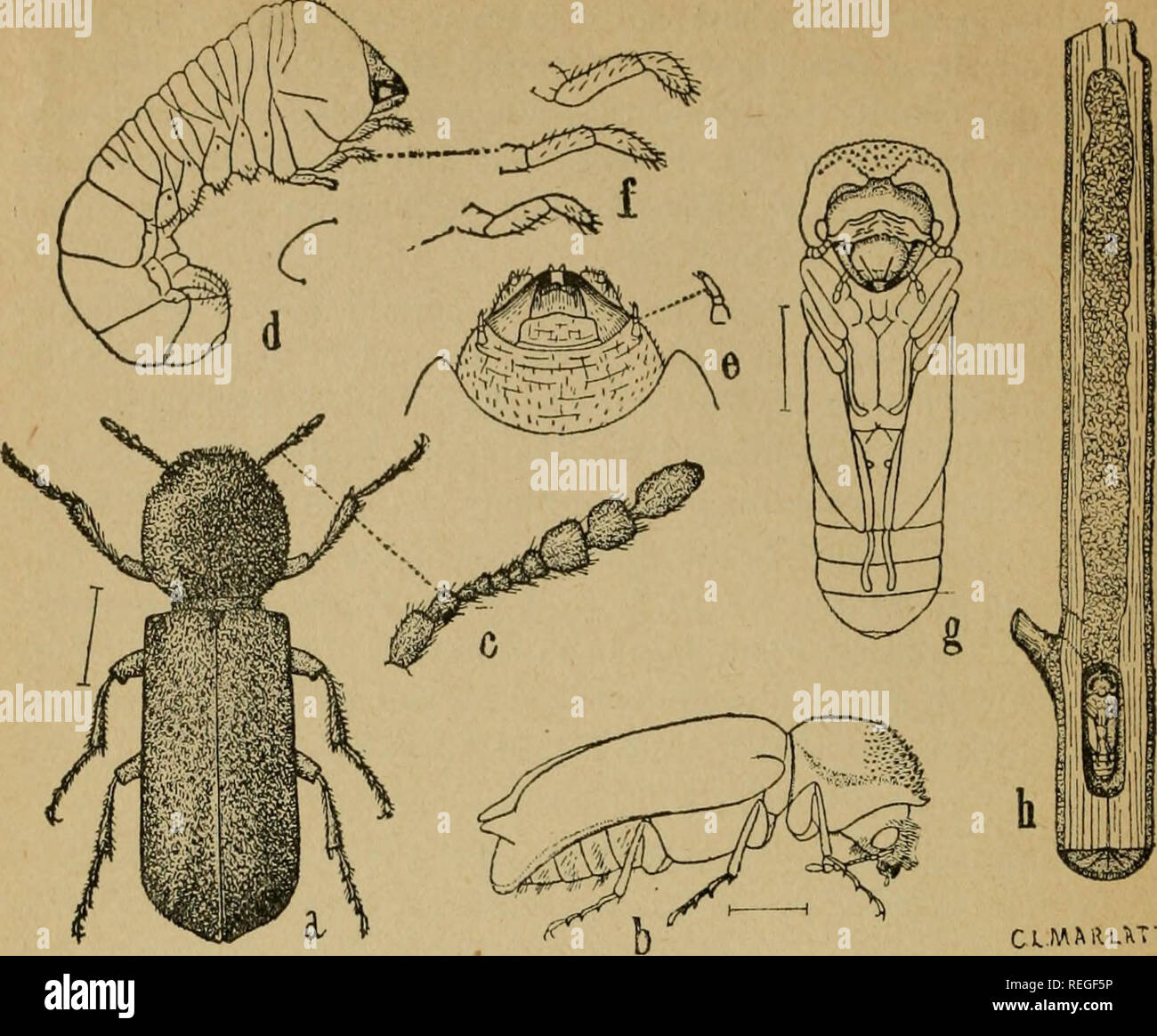 . Common injurious insects of Kansas. Insect pests; Insects. 82 ...