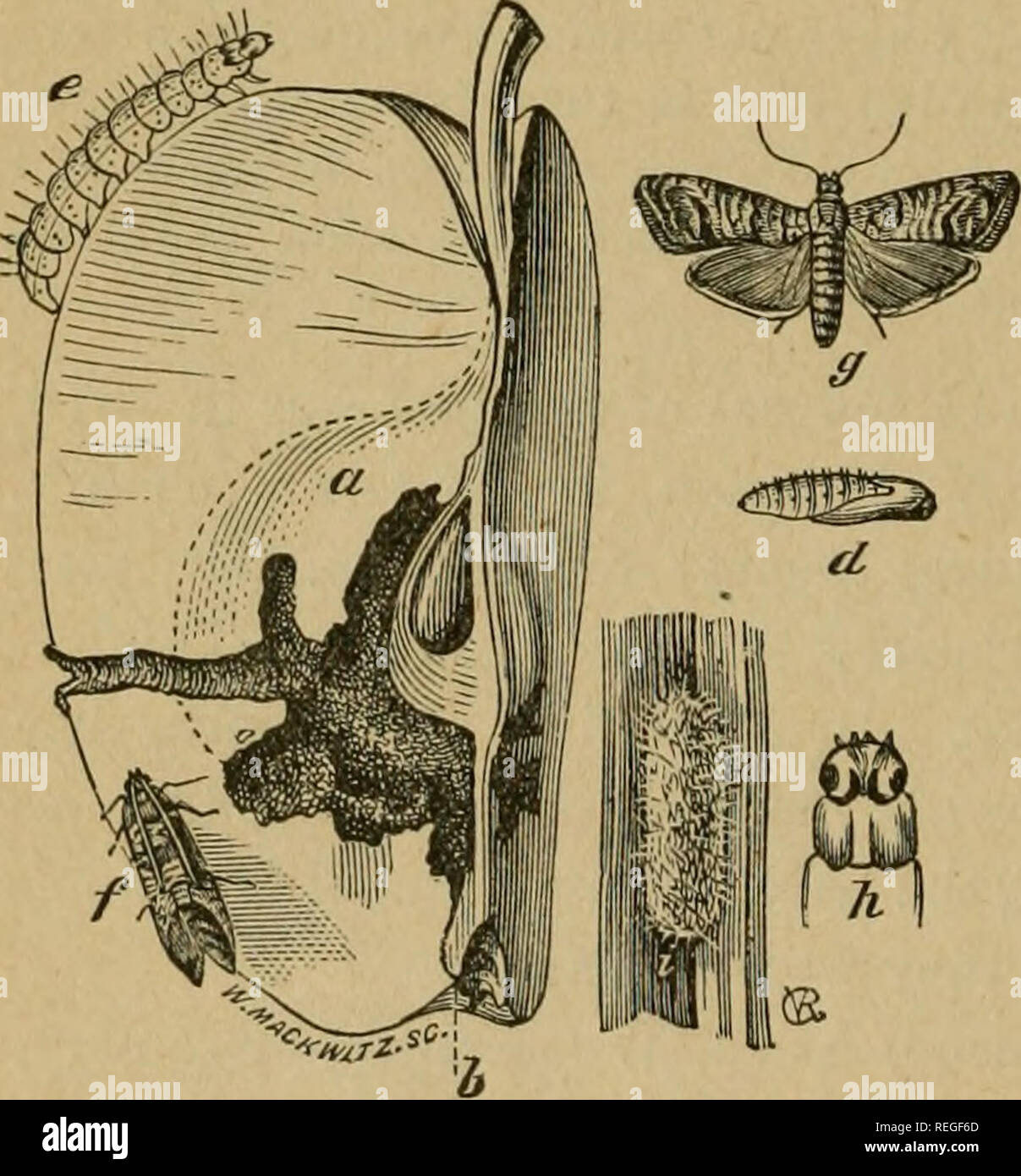 Grub in an apple core hi-res stock photography and images - Alamy