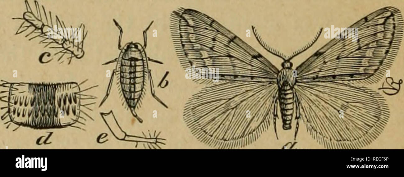 . Common injurious insects of Kansas. Insect pests; Insects. Fig. 41 ...
