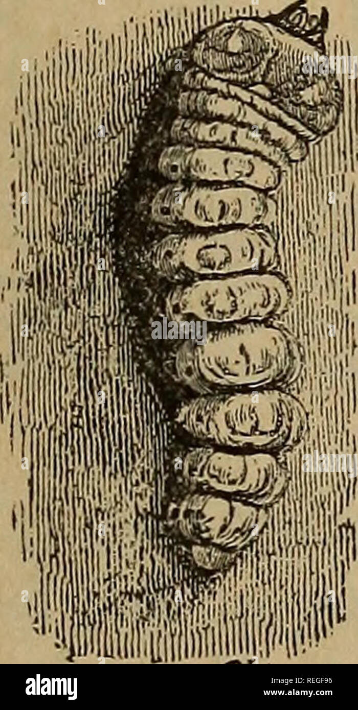 . Common injurious insects of Kansas. Insect pests. INSECTS ATTACKING ...