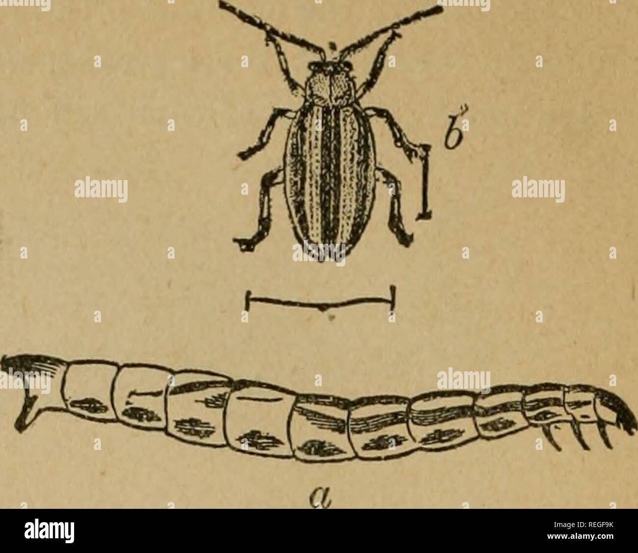 . Common injurious insects of Kansas. Insect pests; Insects. 66 ...