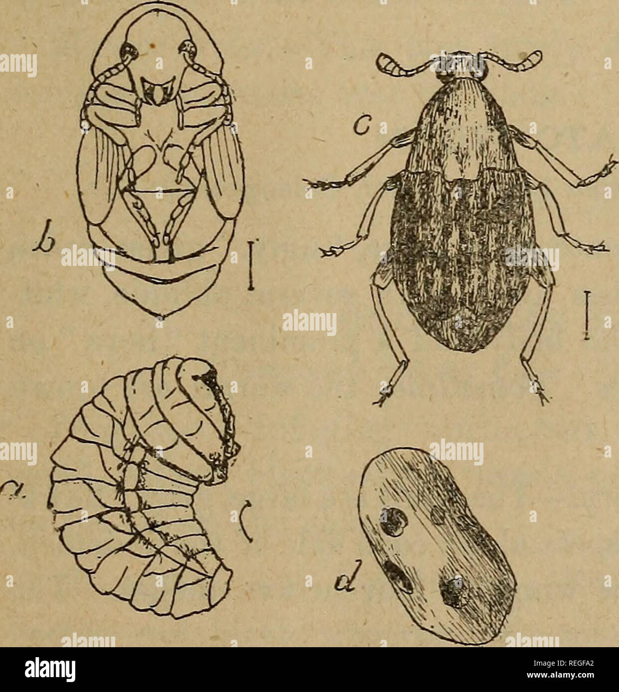 Bin Weevils High Resolution Stock Photography and Images - Alamy