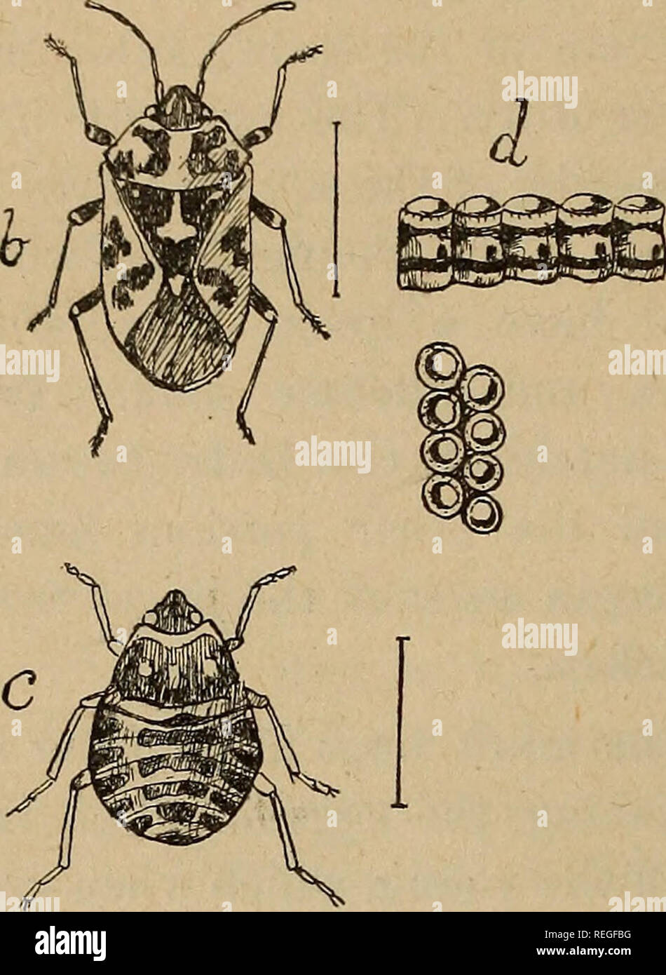 . Common injurious insects of Kansas. Insect pests. 58 INJURIOUS ...