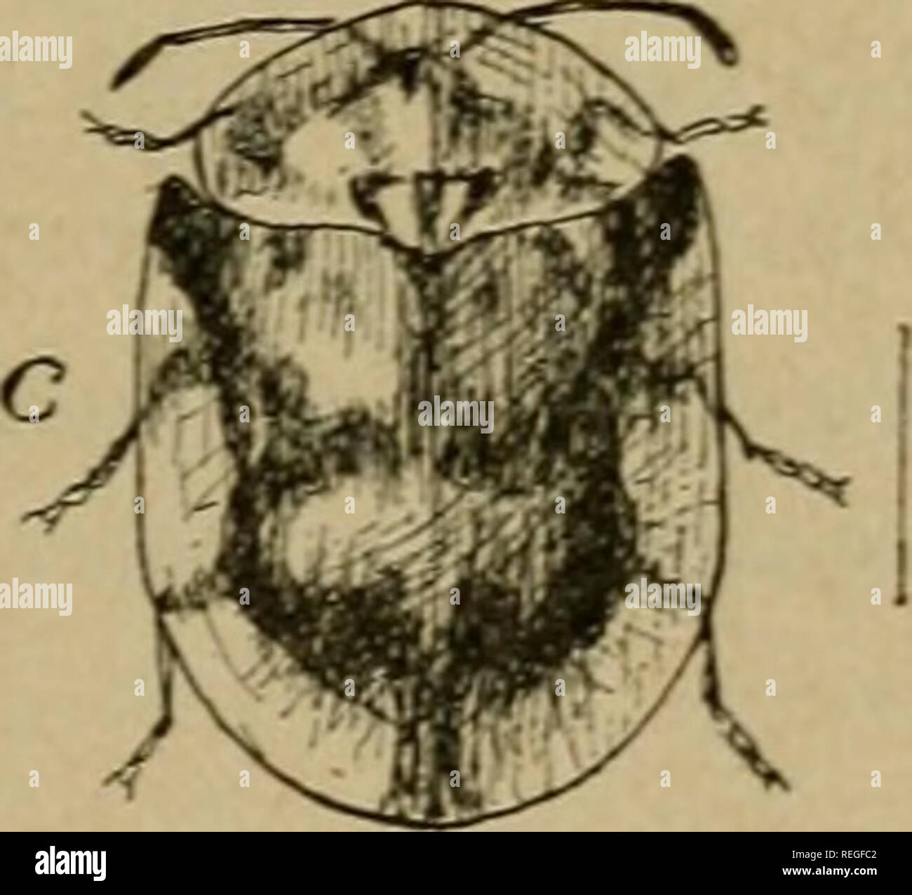 Mottled tortoise beetle larvae hi-res stock photography and images - Alamy