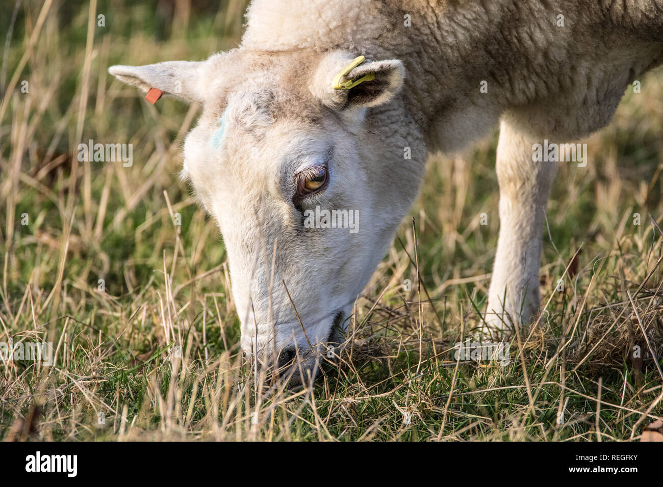Agriculture stock farming sheep ram hi-res stock photography and images ...