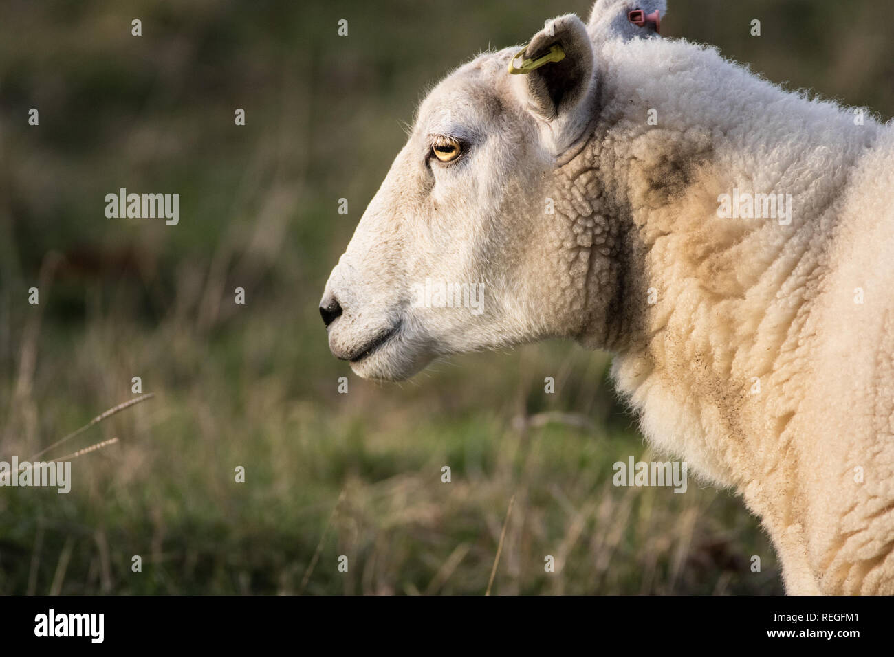 Close up of the head of a male sheep or ram in profile Stock Photo - Alamy