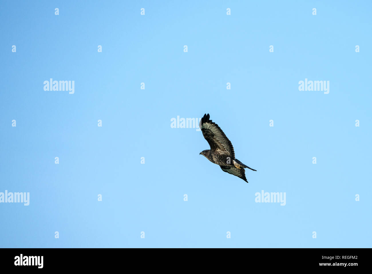 Buzzard in flight on a blue sky hi-res stock photography and images - Alamy