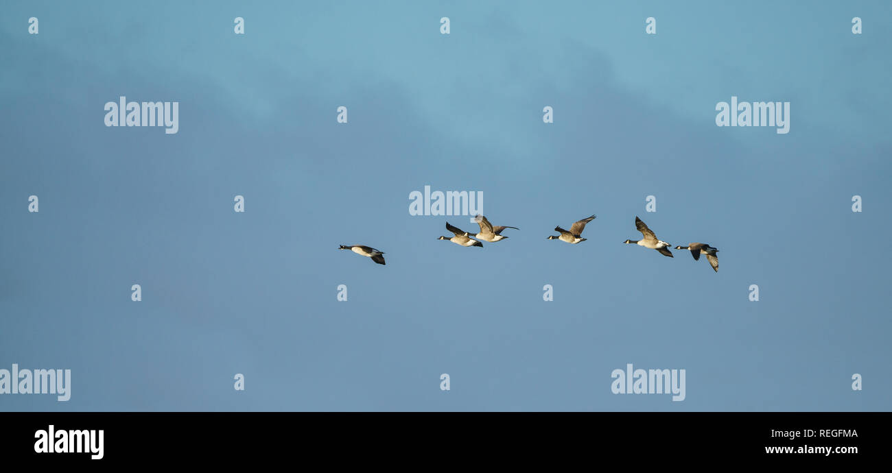 Line astern formation hi-res stock photography and images - Alamy