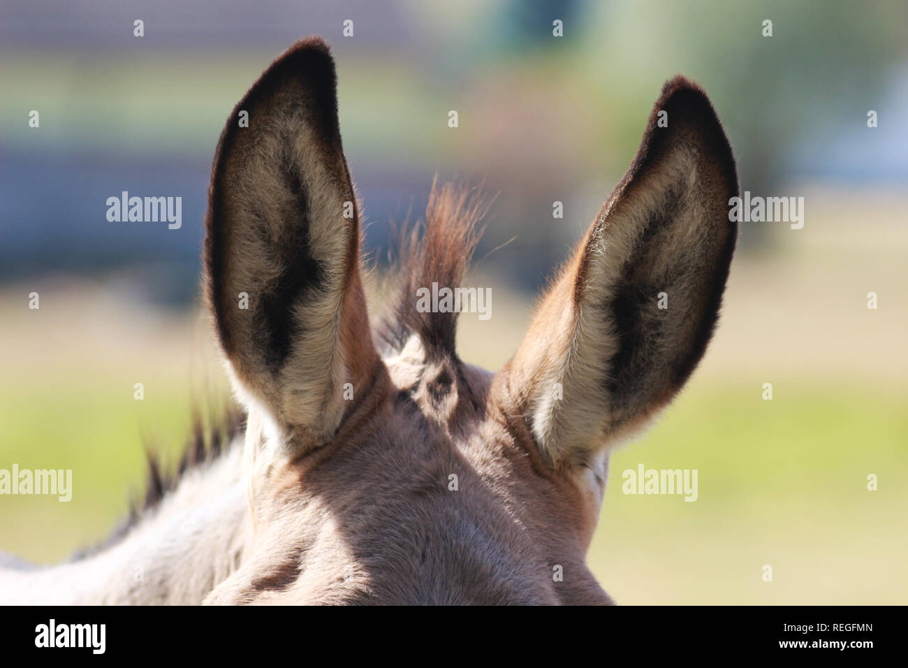 ears of a donkey, close-up Stock Photo - Alamy