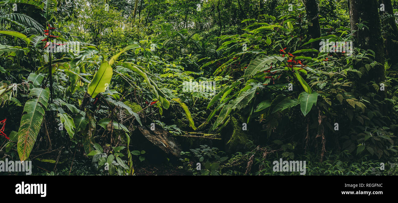 Amazon rainforest plants hi-res stock photography and images - Alamy
