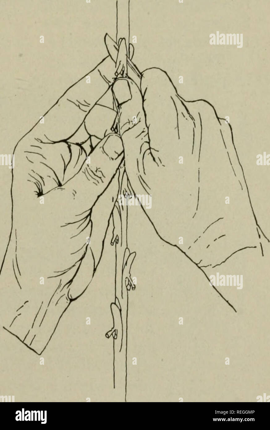 Shield Budding High Resolution Stock Photography and Images - Alamy