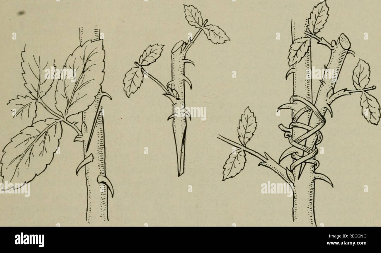 . Commercial plant propagation; an exposition of the art and science of ...