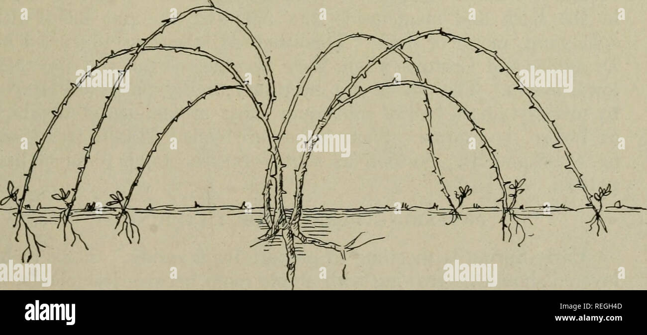 . Commercial plant propagation; an exposition of the art and science of ...