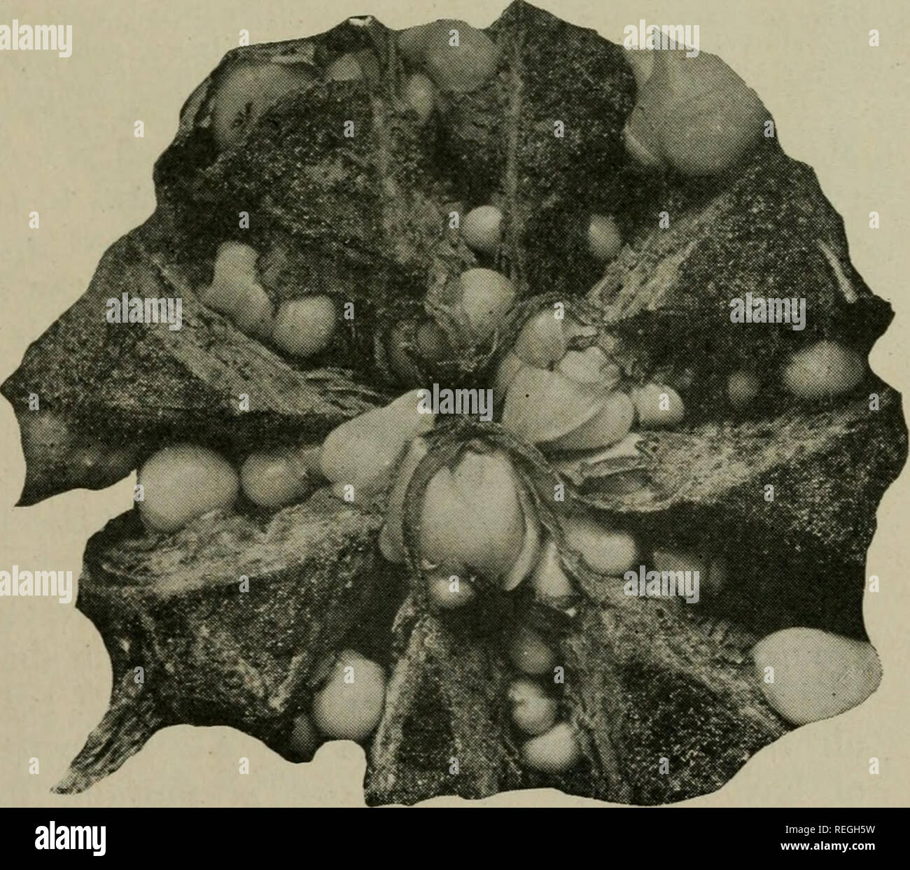 . Commercial plant propagation; an exposition of the art and science of ...