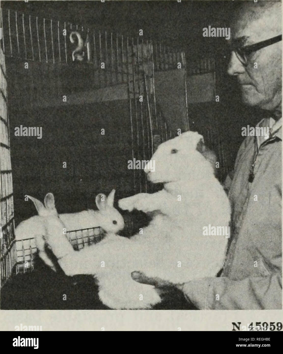 Rabbits mating hi-res stock photography and images - Alamy