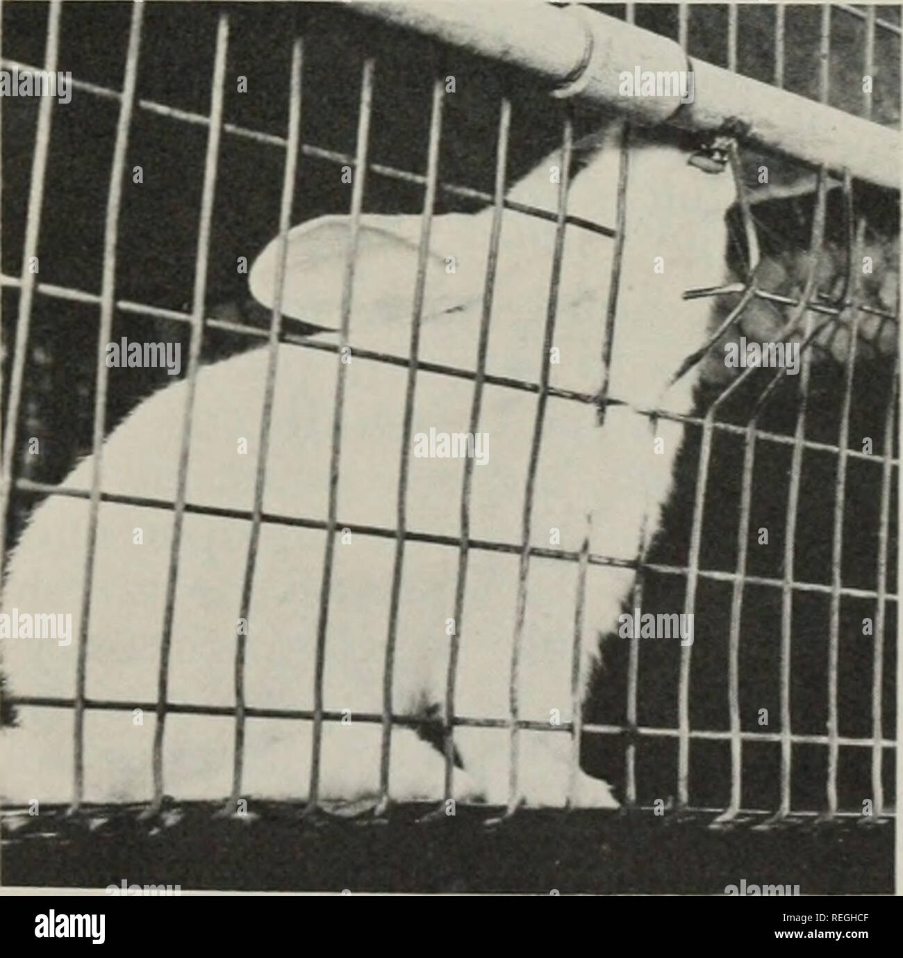 . Commercial rabbit raising. Rabbits. COMMERCIAL RABBIT RAISn^TG 17 ...