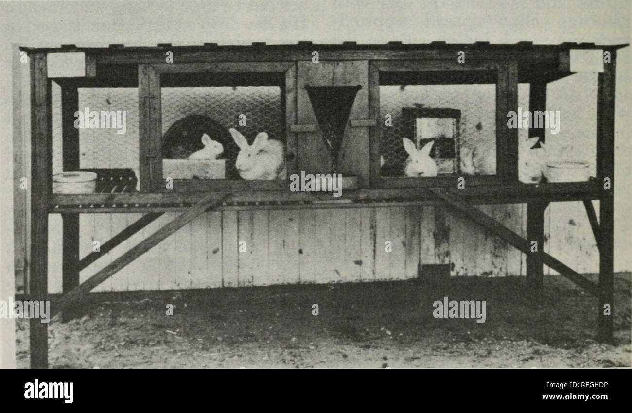 . Commercial rabbit raising. Rabbits. 14 AGRICULTURE HANDBOOK NO. 3 09 ...