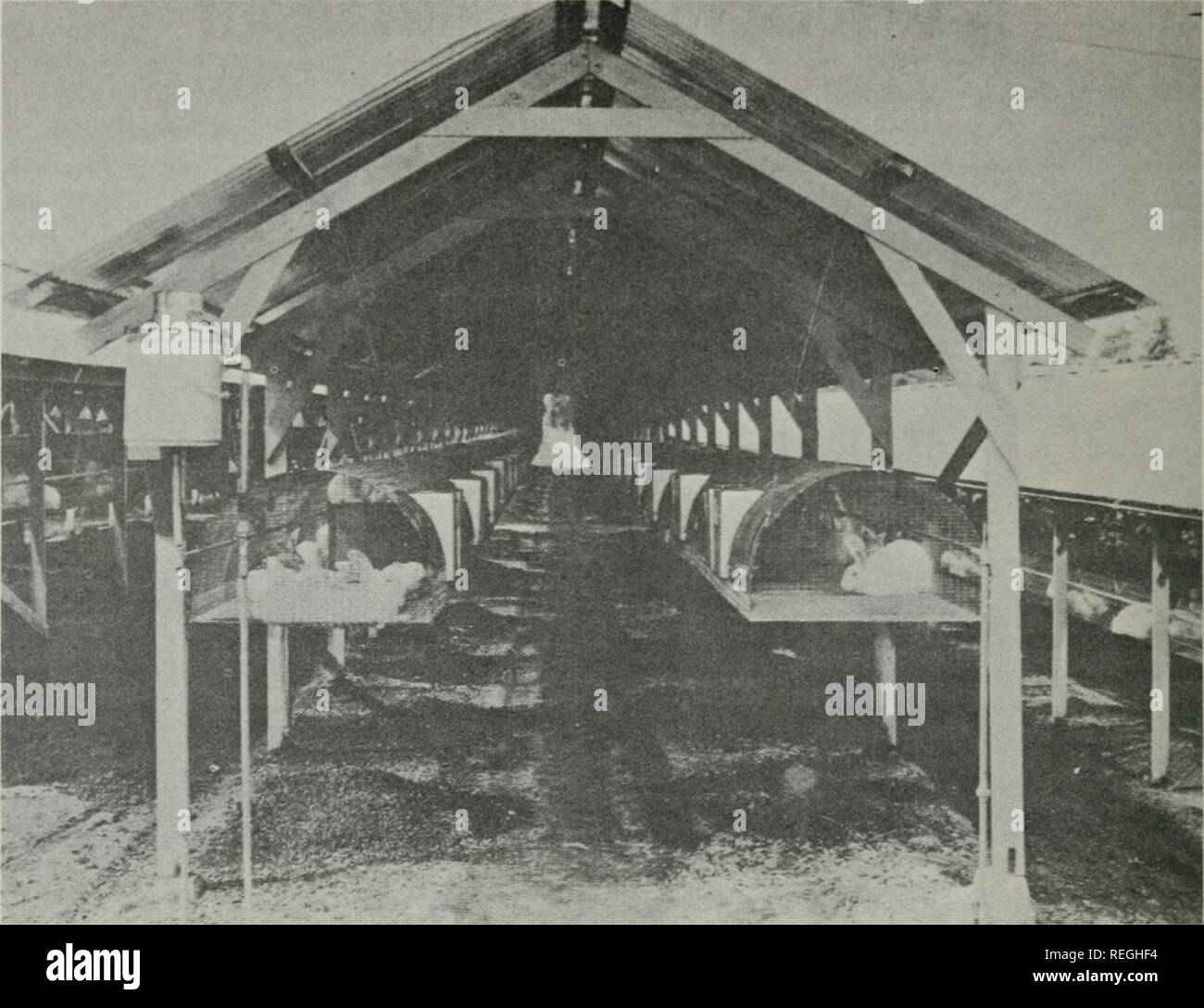 . Commercial rabbit raising. Rabbits. 10 AGRICULTURE HANDBOOK NO. 3 09 ...