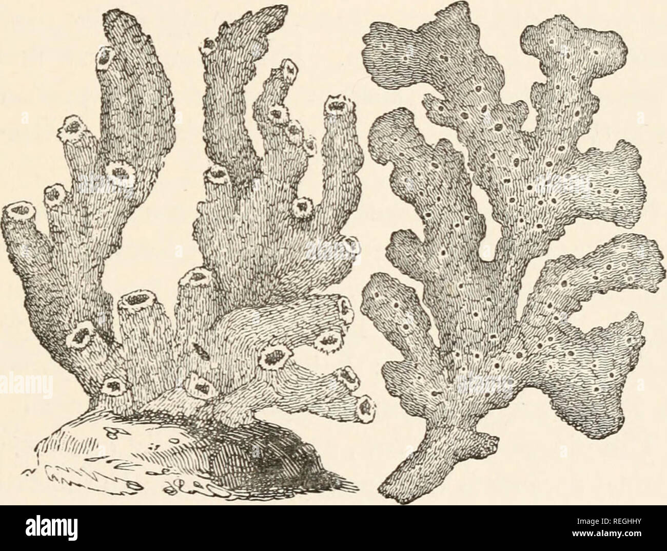 Sponge fishery of the bahamas hi-res stock photography and images - Alamy