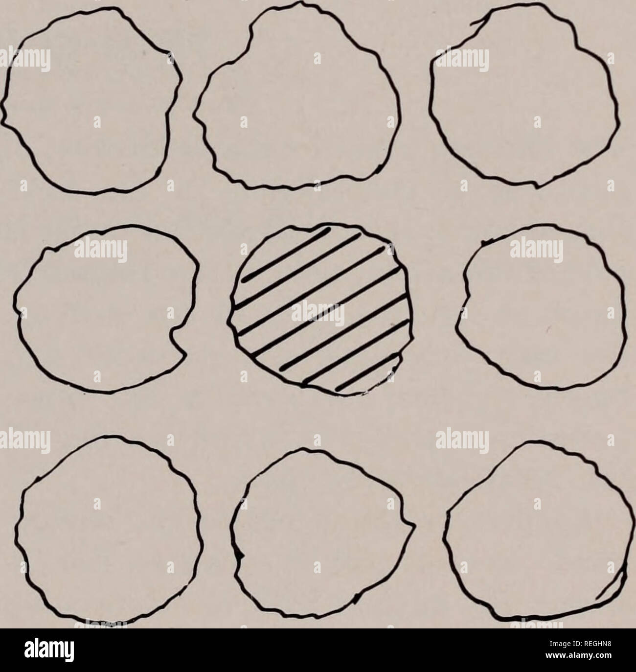 . Commercial mass culture of the California red scale parasite ...