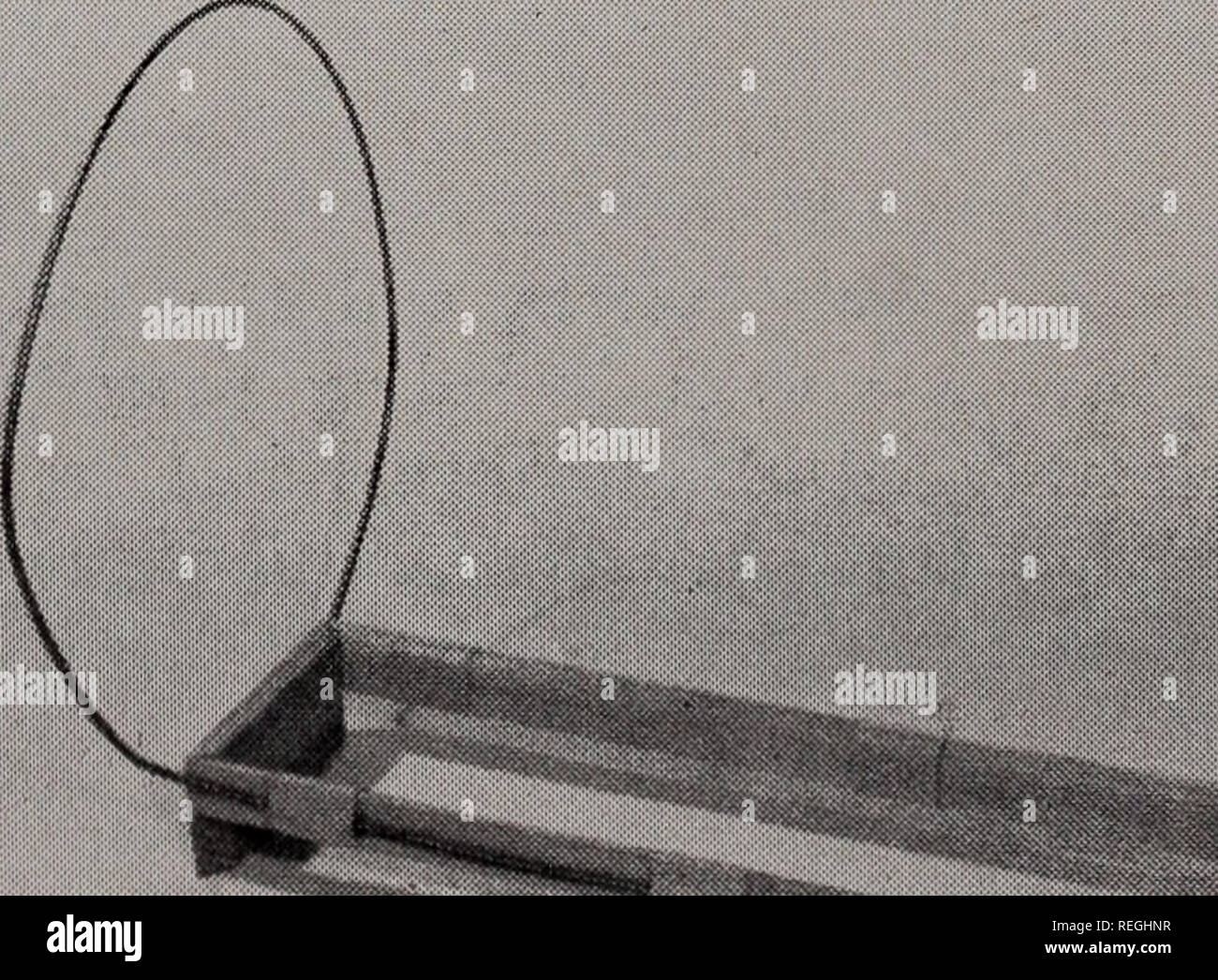 Predators of scale insects hi-res stock photography and images - Alamy