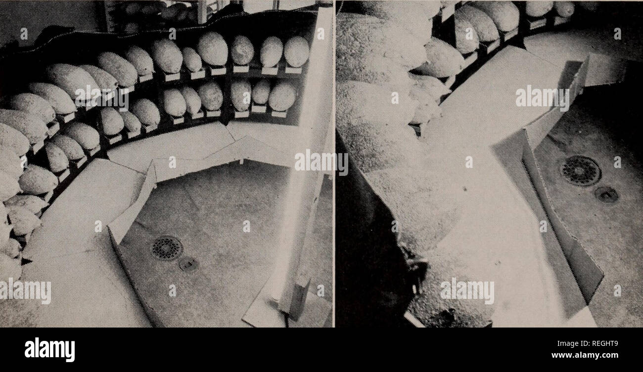 . Commercial mass culture of the California red scale parasite ...