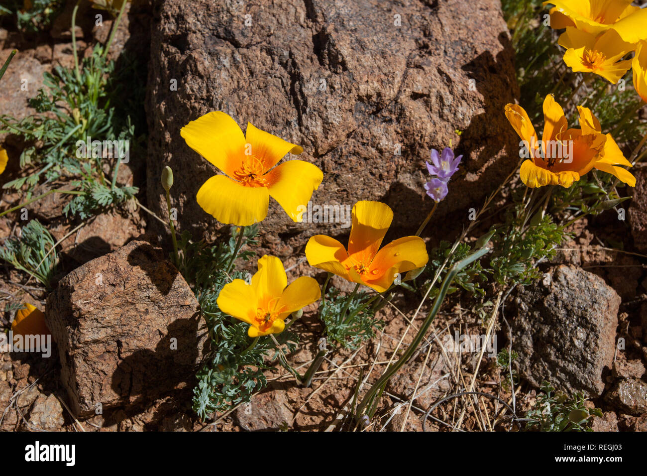 Gold poppies sprout up from between rocks in southern New Mexico Stock ...